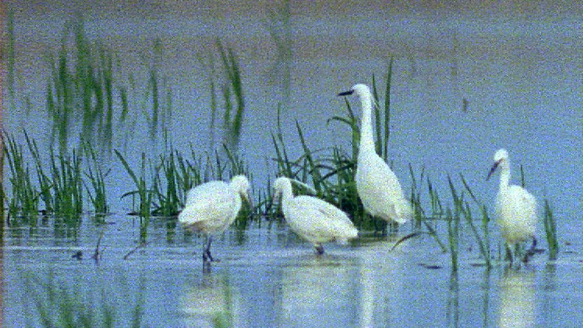 BBC Four - The Life of Birds, Fishing for a Living, Here fishy fishy