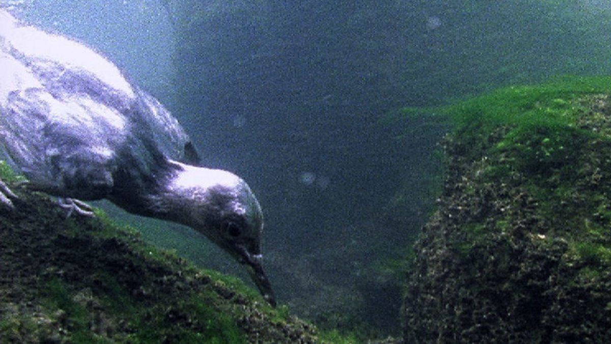 BBC Four - The Life of Birds, Fishing for a Living, A quick dip