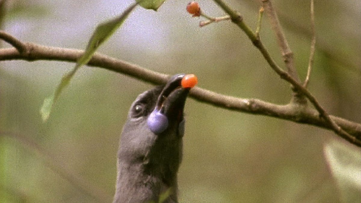 BBC Four - The Life of Birds, The Insatiable Appetite, Sowing the seed