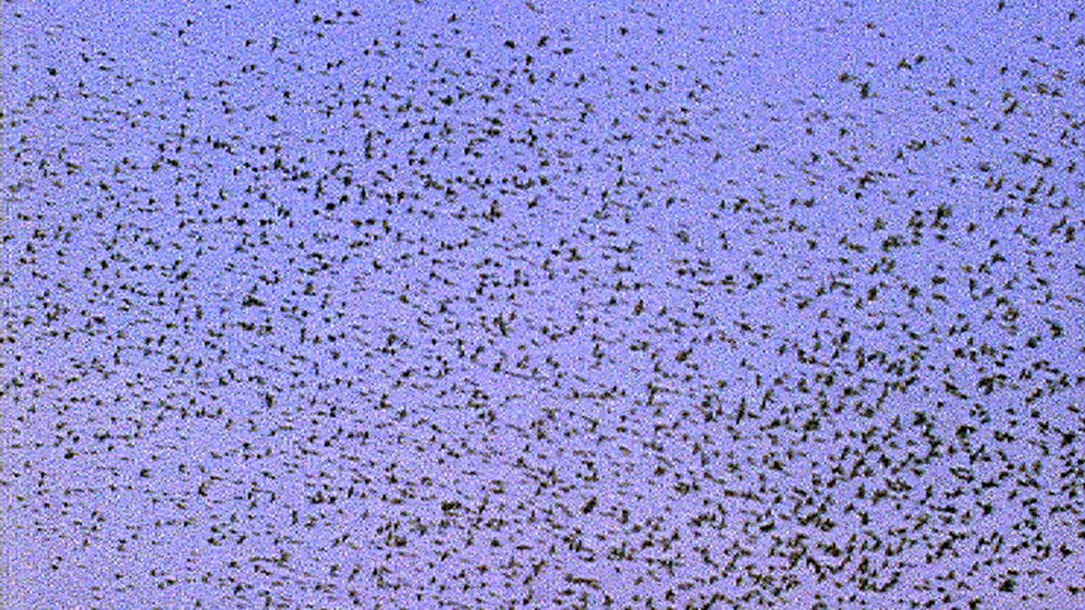 BBC Four - The Life of Birds, The Mastery of Flight, Birds of a feather