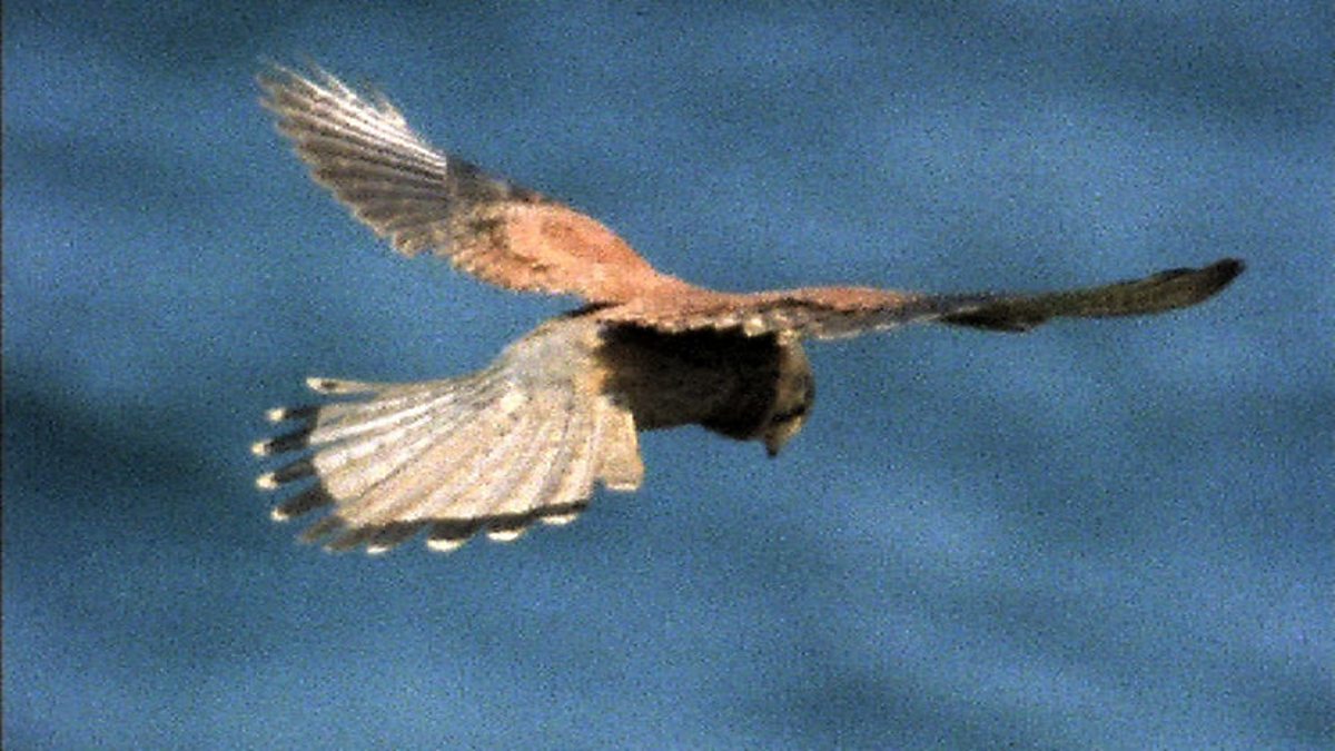 BBC Four - The Life of Birds, The Mastery of Flight, Stationary view