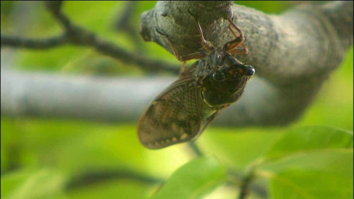 BBC One - The Last Explorers, Thomas Blake Glover, Web Extra - Cicadas