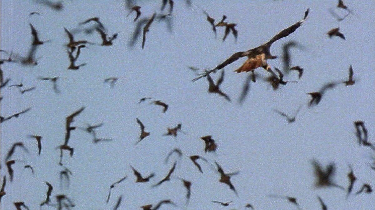 BBC Four - The Life of Birds, To Fly or Not to Fly?, Bat buffet