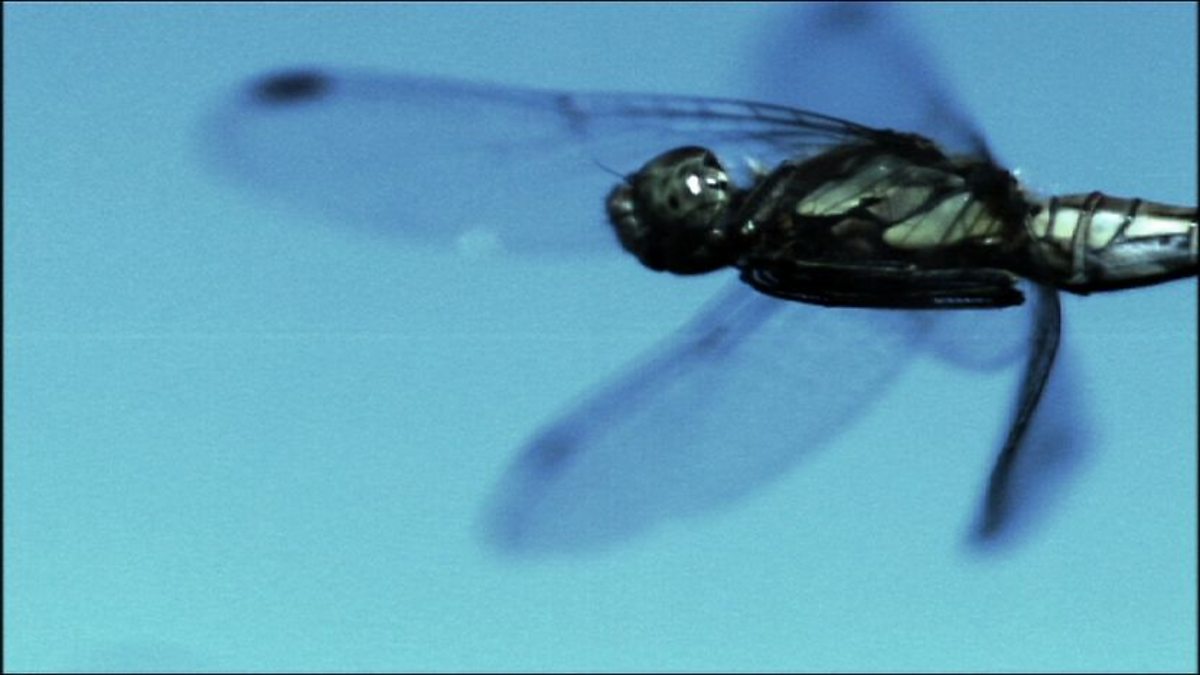 BBC One - Life in the Undergrowth, Invasion of the Land, Capturing ...