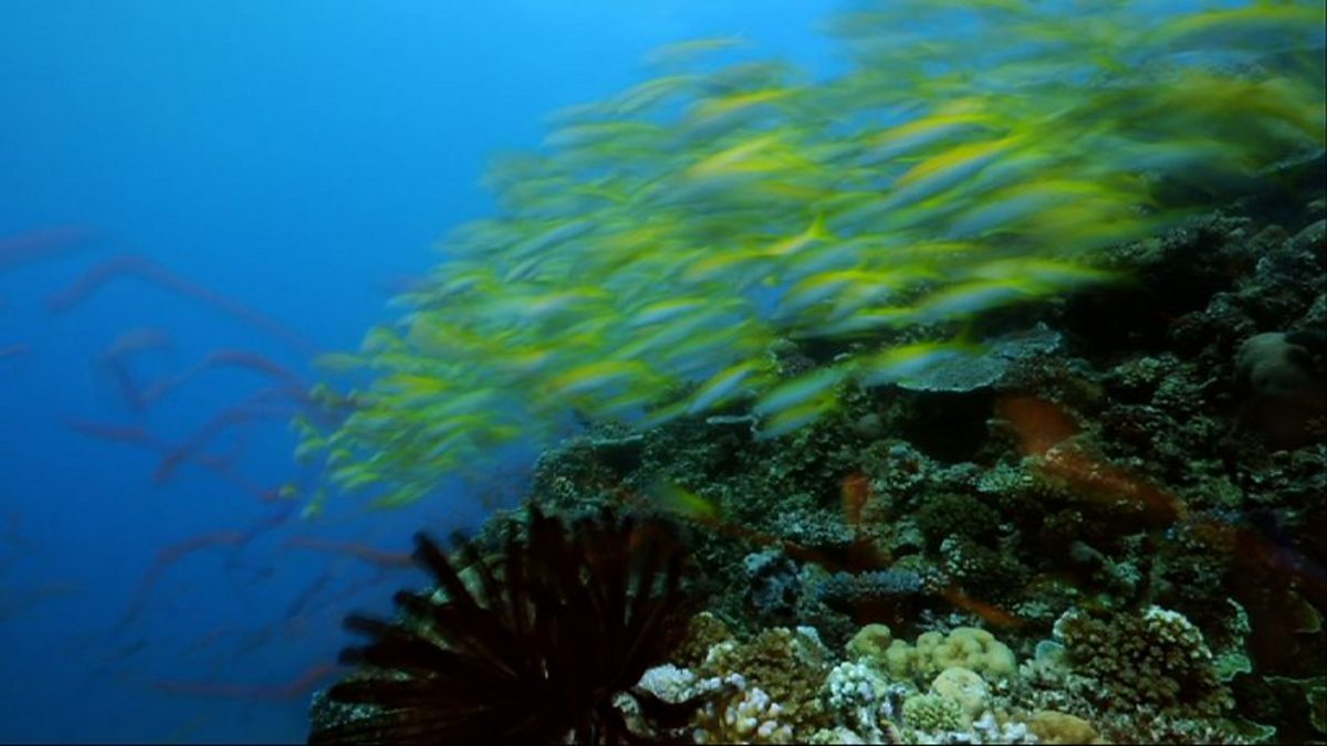 BBC Two - Great Barrier Reef, Nature's Miracle, Rhythm of the reef