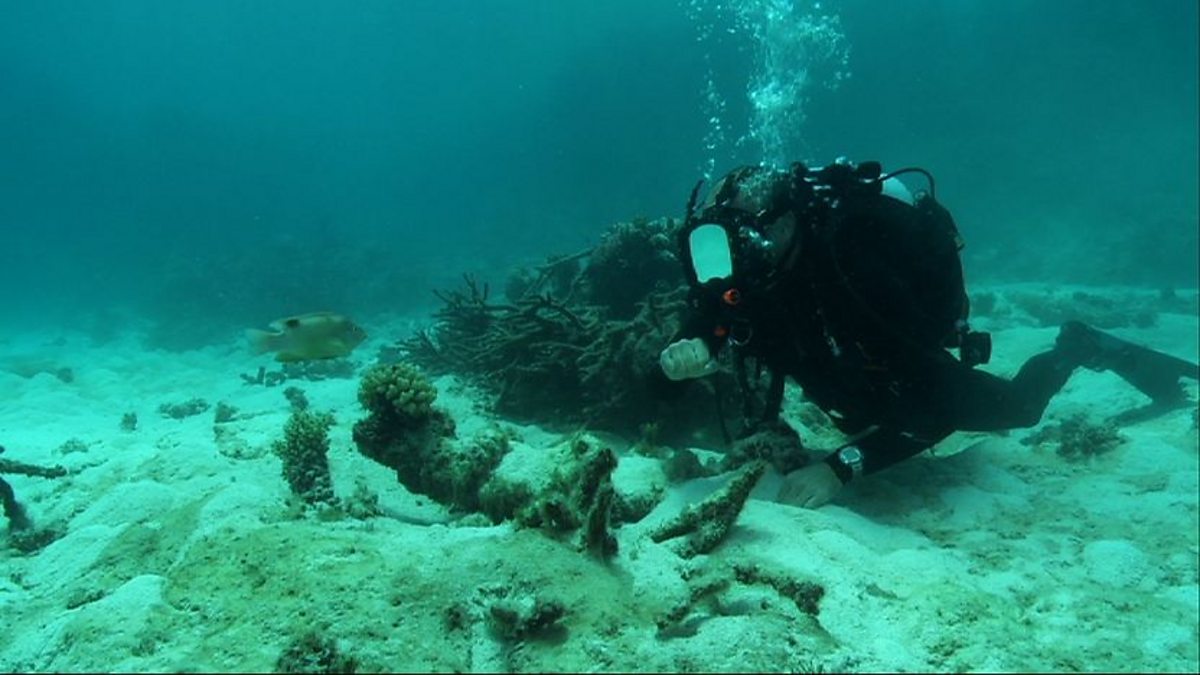 BBC Two - Great Barrier Reef, Nature's Miracle, Constant gardener