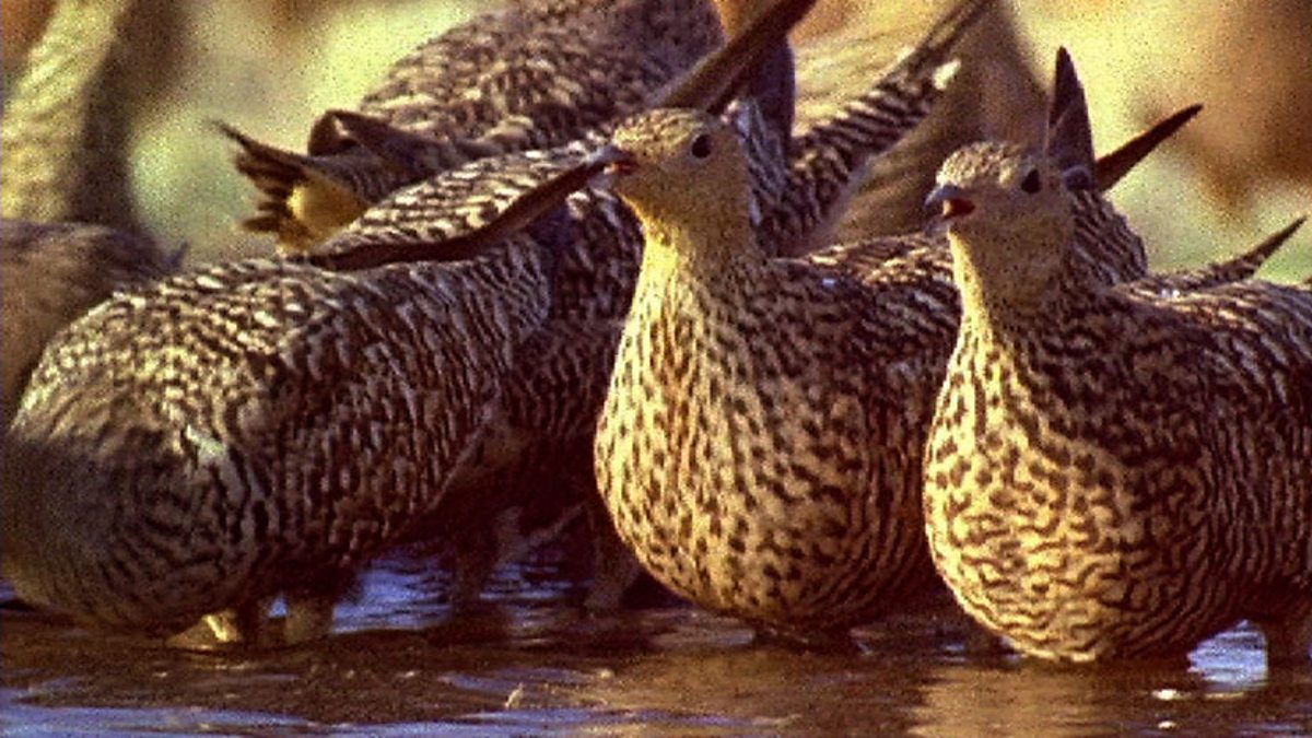 BBC Four - The Life of Birds, The Limits of Endurance, Thirst quencher