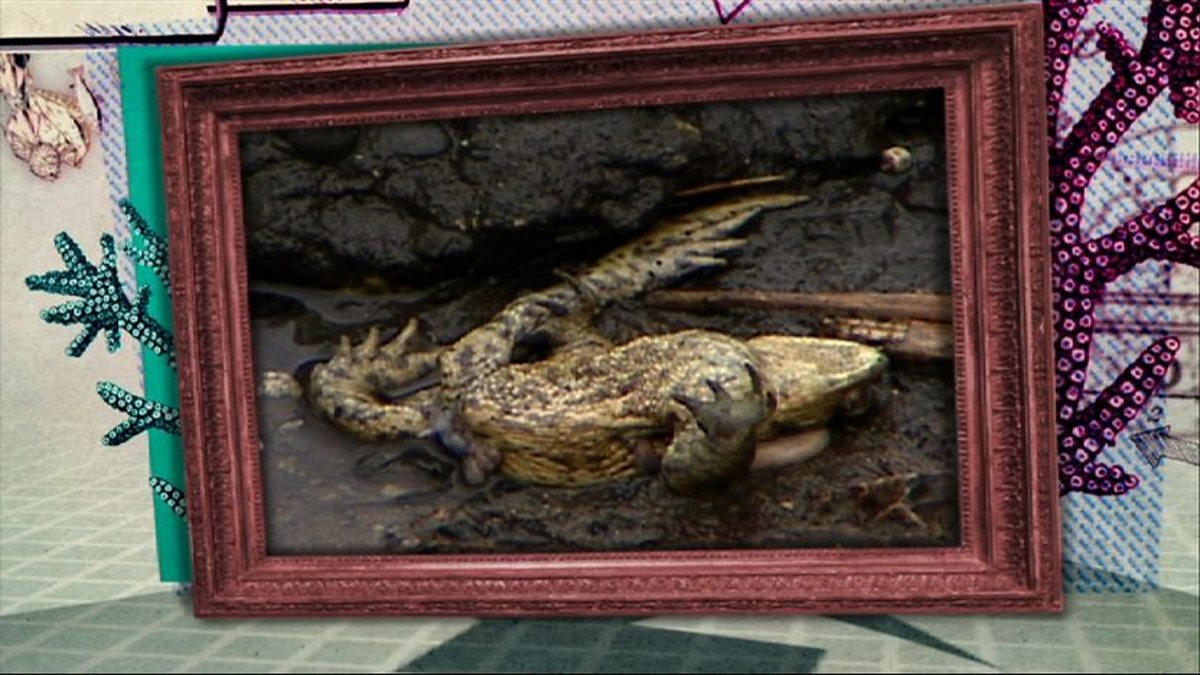 BBC Two - Nature's Weirdest Events, Series 1, Episode 1, When toads explode
