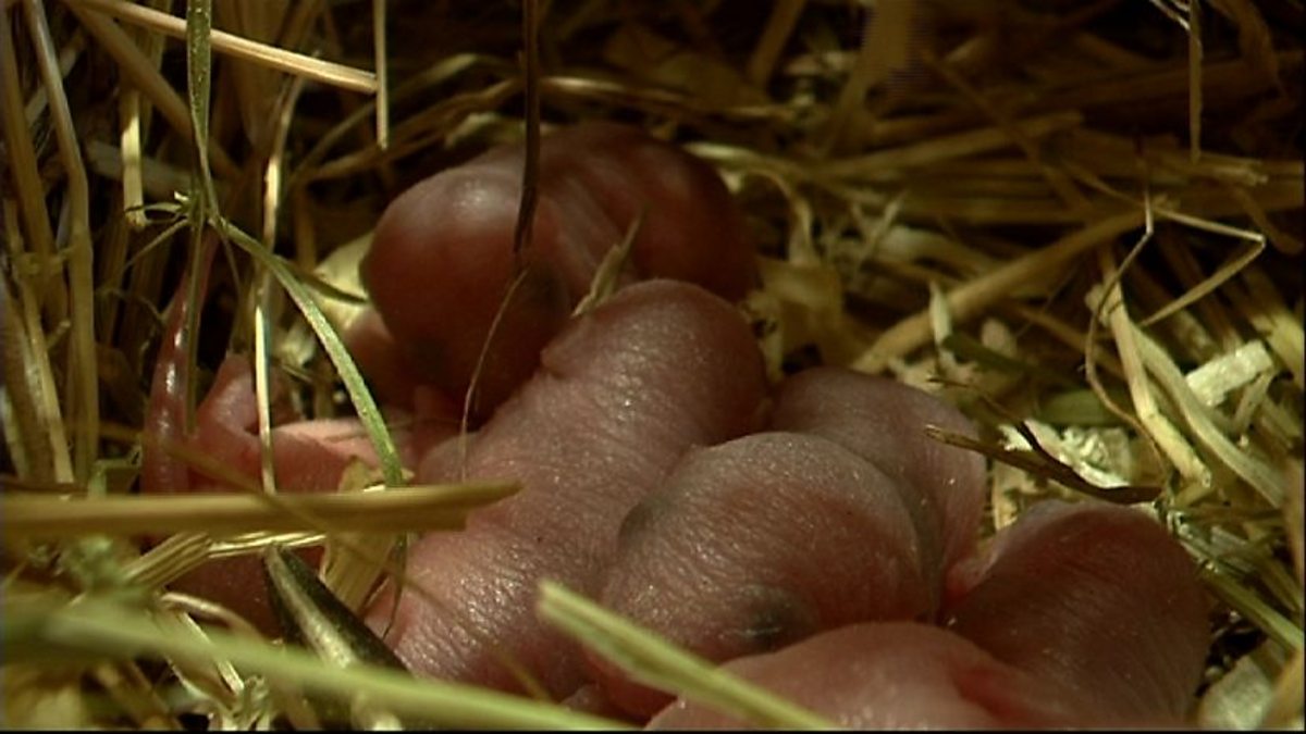 BBC Two - Nature's Weirdest Events, Series 1, Episode 1, Rapid reproduction