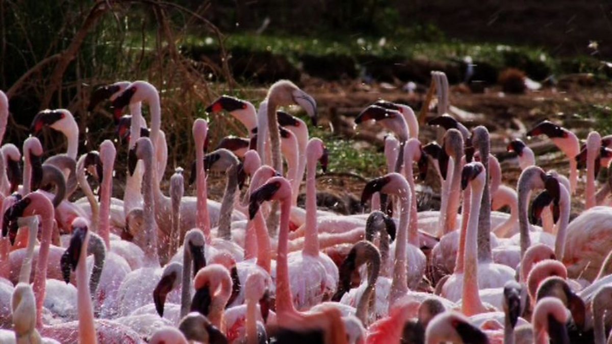 BBC One - Earthflight, Africa, Killer Baboons hunt Flamingos (Narrated ...