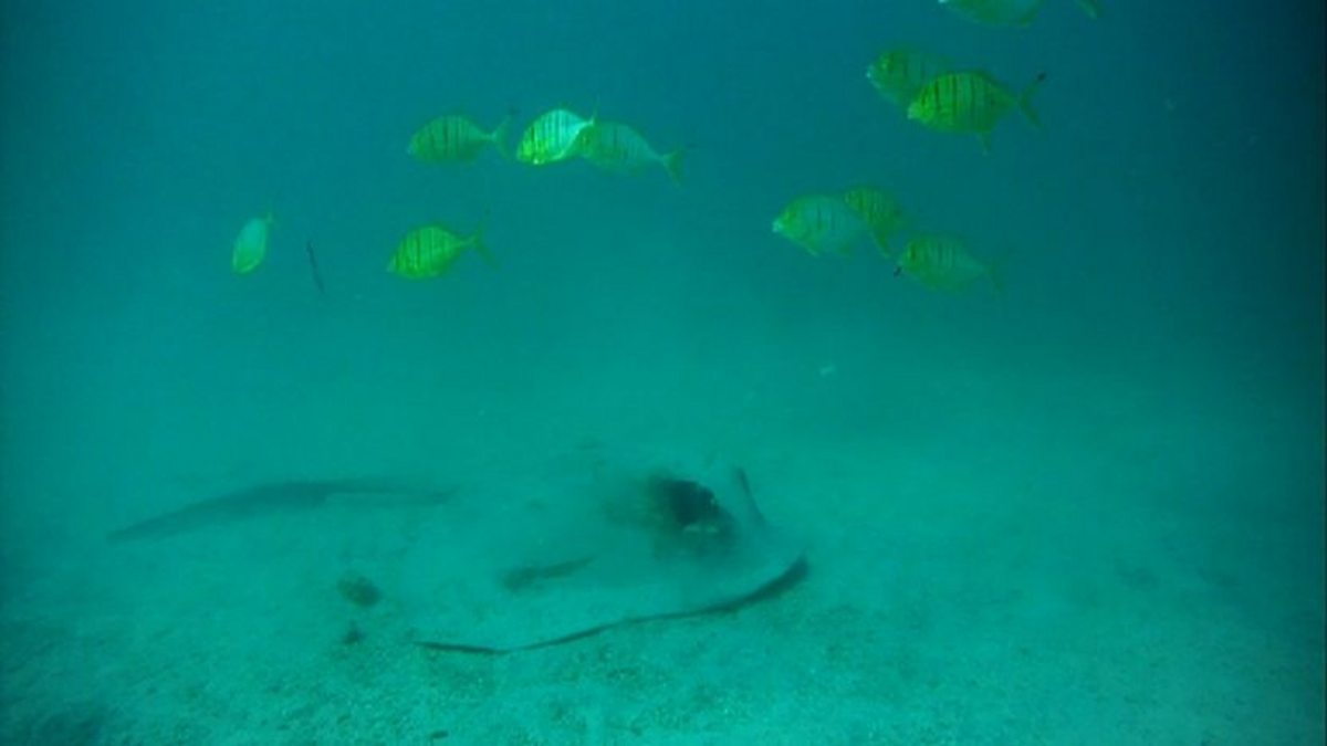 BBC Two - Great Barrier Reef, Reef to Rainforest, A stingray's nightmare