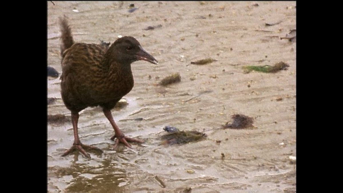 BBC Four - The Life of Birds, To Fly or Not to Fly?, Weka Territory