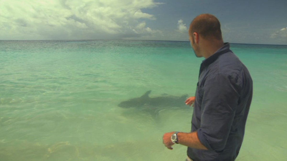 BBC Two - Great Barrier Reef, Reef and Beyond, Web exclusive: The ...