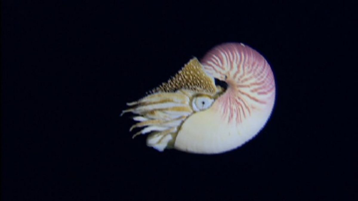 BBC Two - Great Barrier Reef, Reef and Beyond, Fossil life