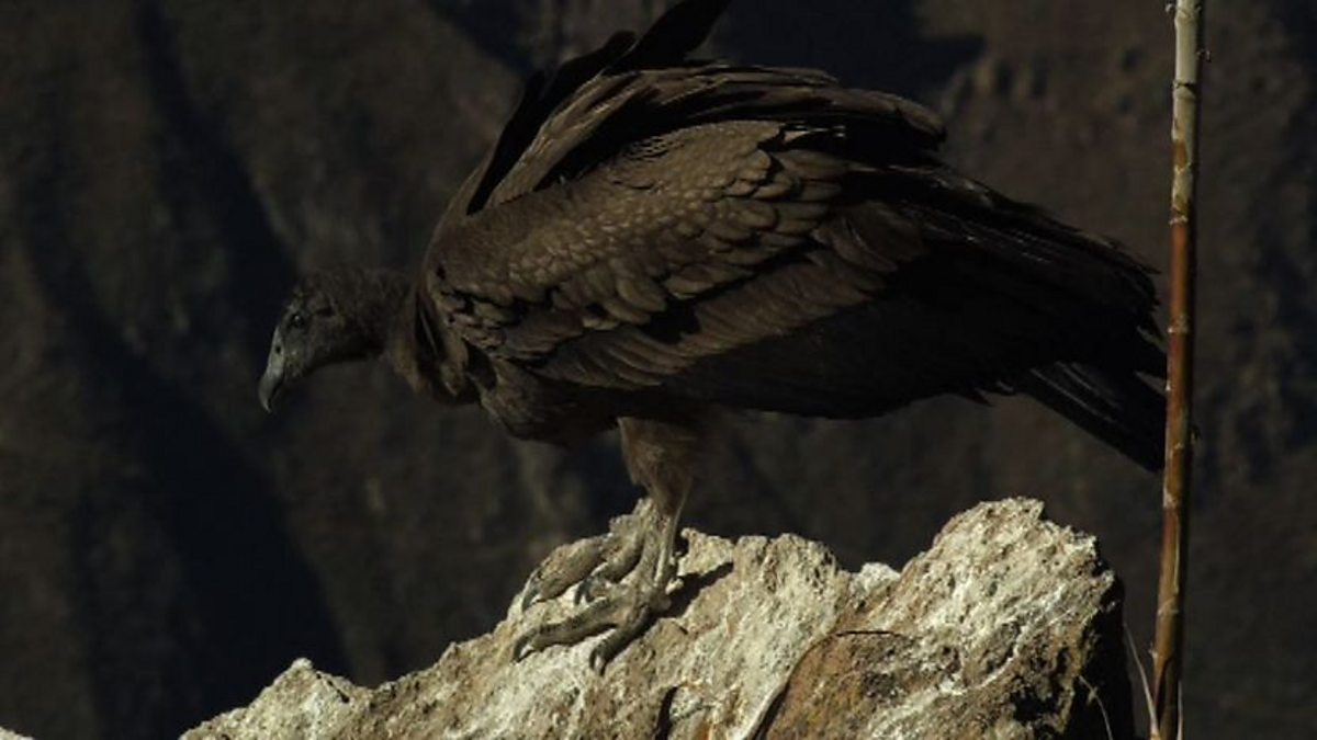 BBC One - Earthflight, South America, Condor teaches youngster to fly ...
