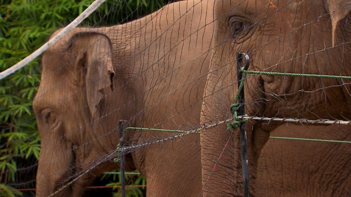 BBC One - Super Smart Animals, Episode 2, Can elephants work together?