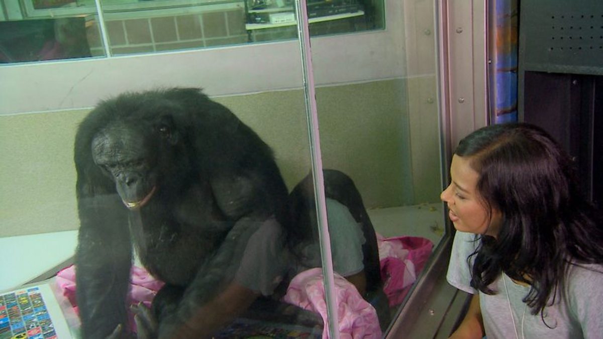 BBC One - Super Smart Animals, Conversing with Kanzi