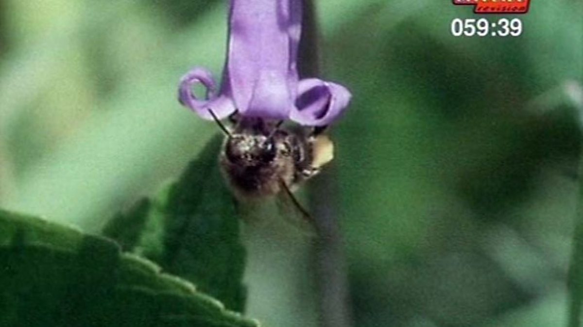 BBC Two - Key Stage Three Bitesize Revision, Science 1, Pollination Model