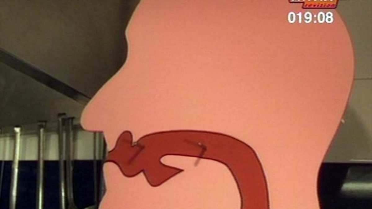 BBC Two - Key Stage Three Bitesize Revision, Science 1, Digestion in ...