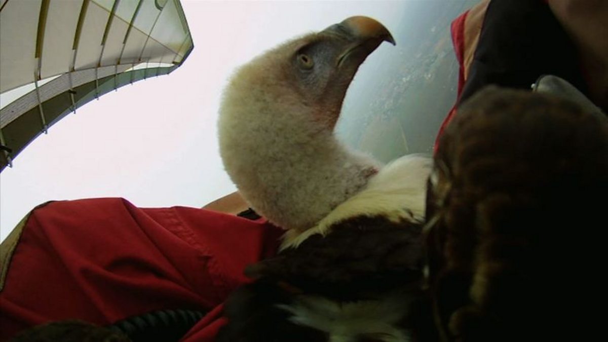 BBC One - Earthflight, Flying High, Vulture's eye view test flight ...