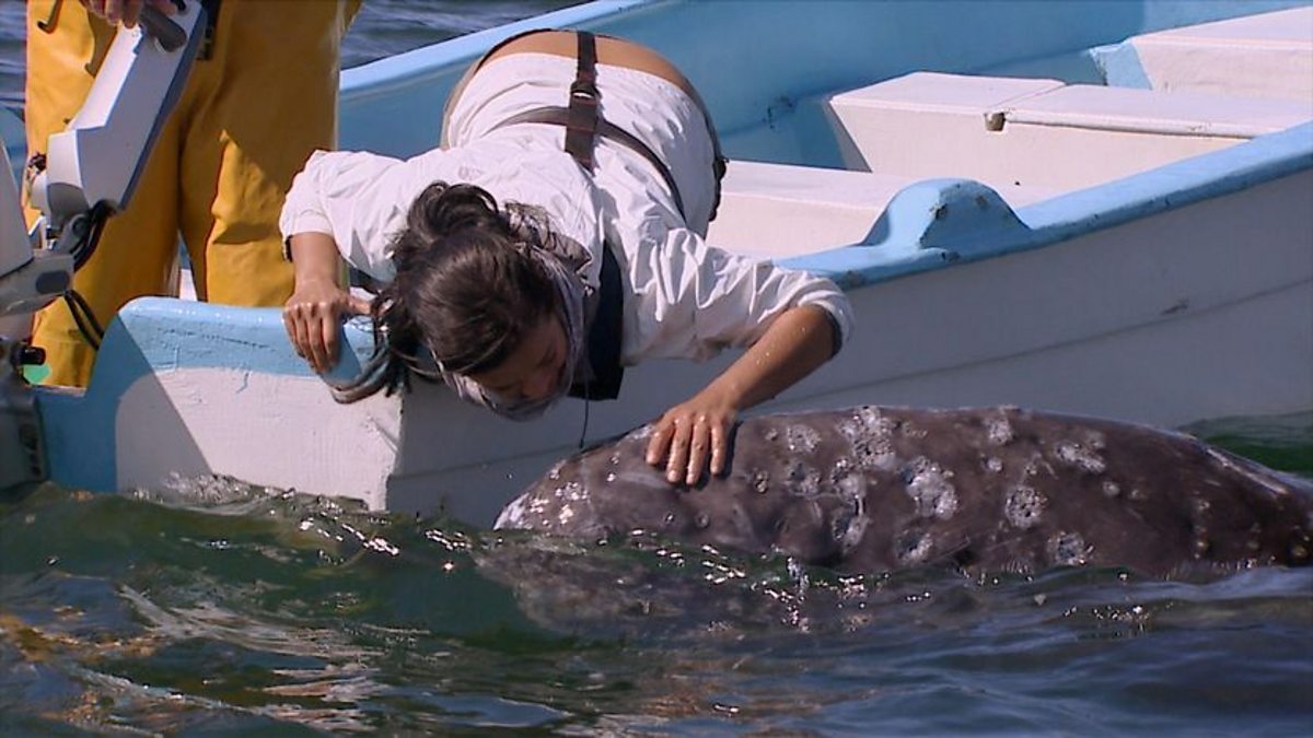 BBC One - Super Smart Animals, Episode 1, An emotional encounter