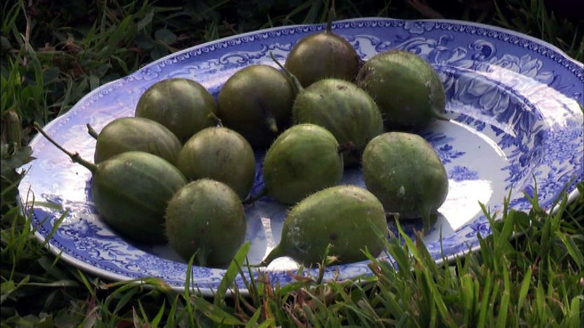 BBC Two - Britain's Heritage Heroes, Episode 6, Gooseberry Society ...