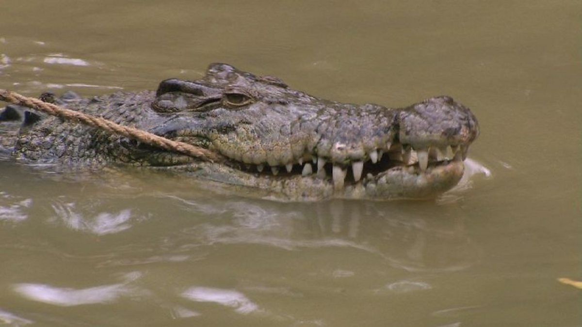 BBC Four - Survivors: Nature's Indestructible Creatures, Fugitive from ...