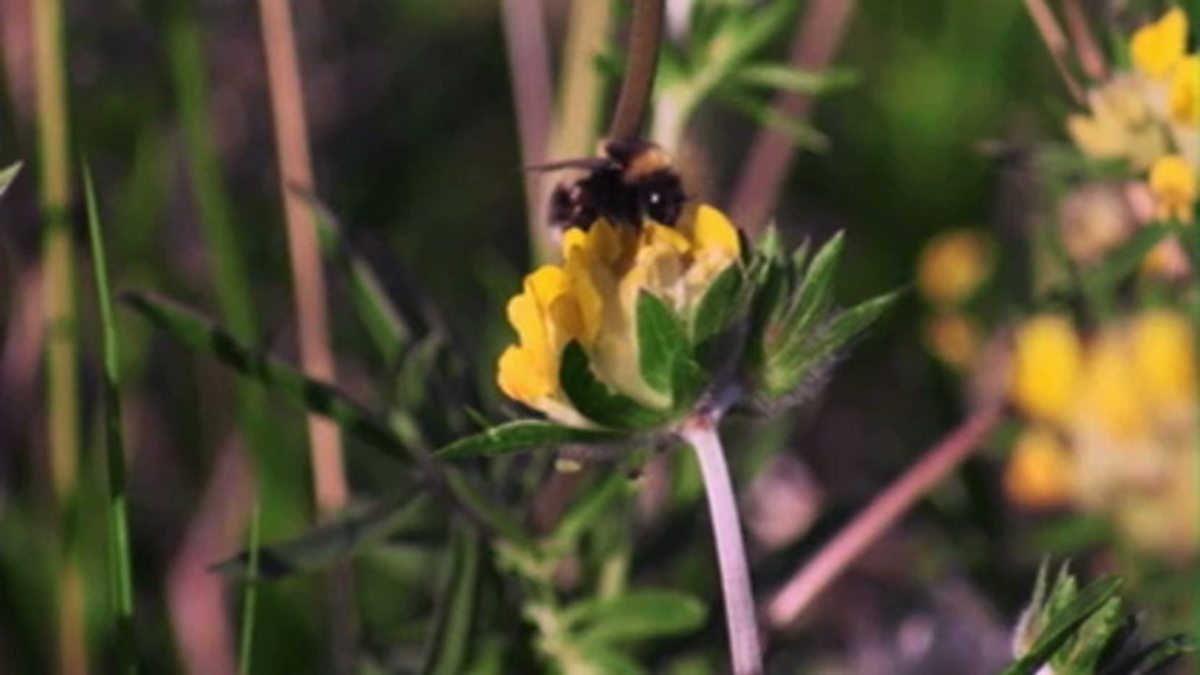 BBC Two - Bees, Butterflies and Blooms, Villages, Farms and Countryside ...