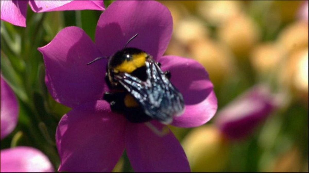 BBC Two - How to Grow a Planet, The Power of Flowers, The bee that ...