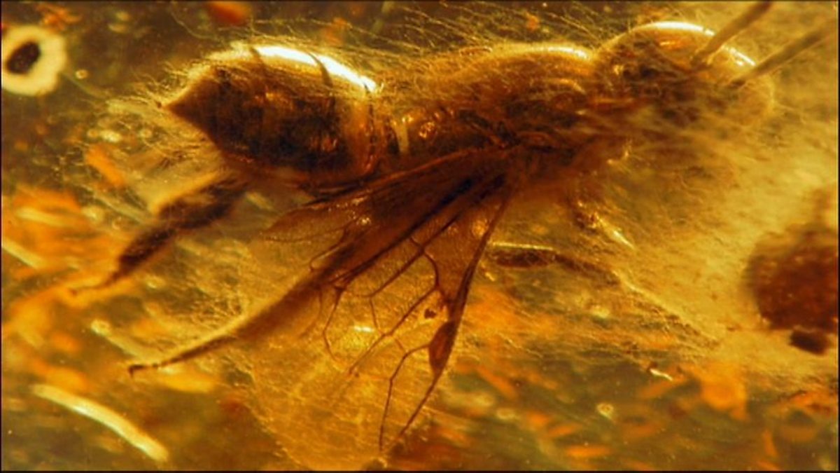 BBC Two - How to Grow a Planet, The Power of Flowers, Ancient bee ...