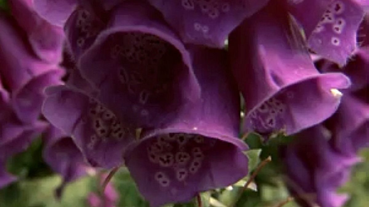 BBC Two - Bees, Butterflies and Blooms, Towns, Gardens and Britain in ...