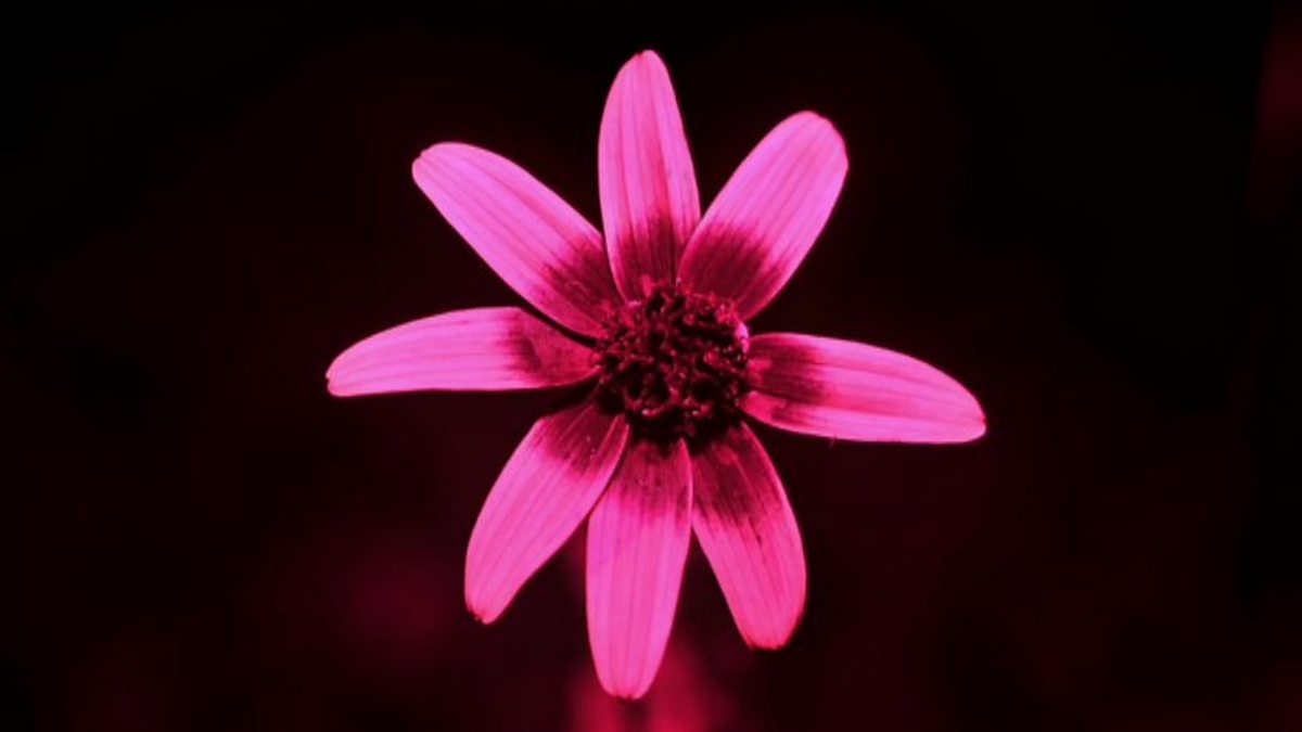 BBC Two - How to Grow a Planet, The Power of Flowers, The Hidden World ...