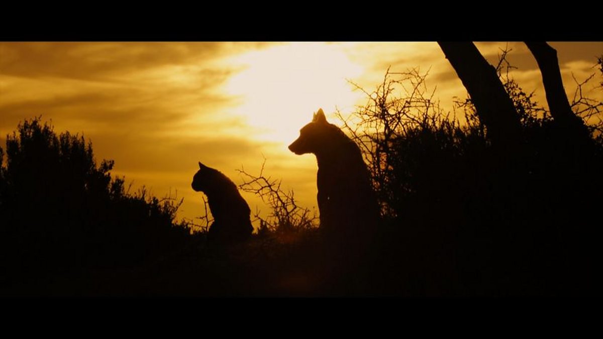 BBC One - Film 2012, Episode 6, Red Dog