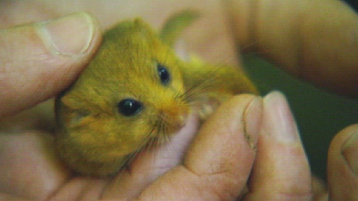BBC Wales - BBC Wales, Dormouse in Nesting Box