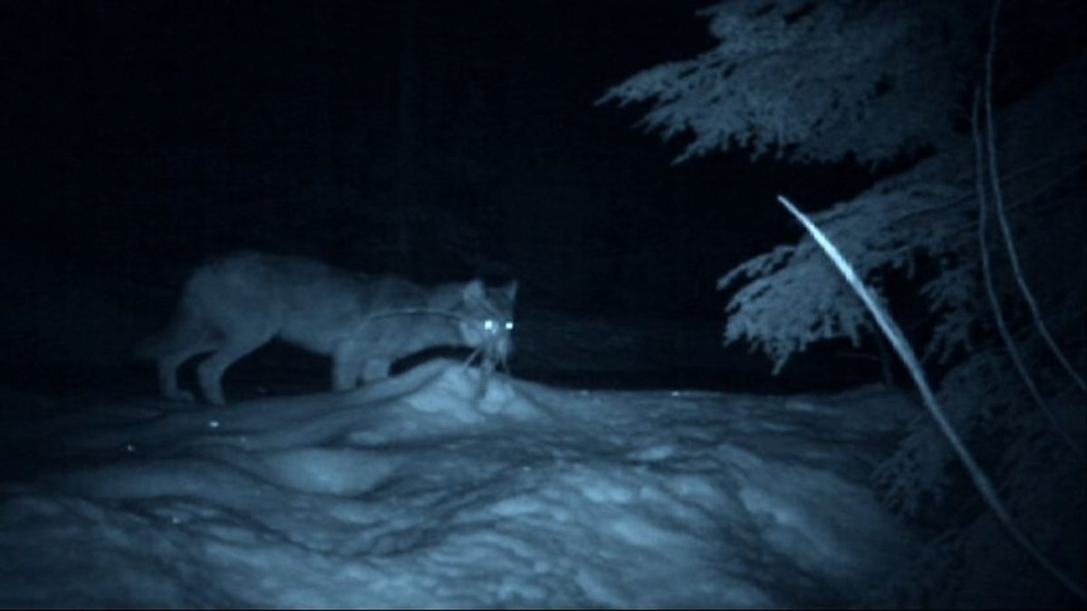 BBC One - Land of the Lost Wolves, Episode 1, New pack