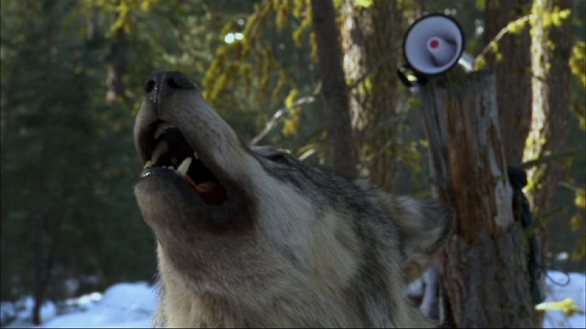 BBC One - Land of the Lost Wolves, Episode 1, Robowolf