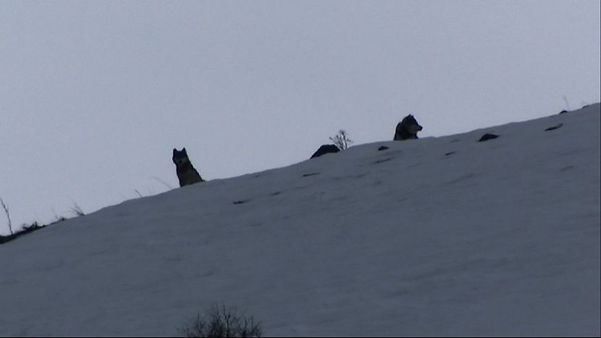 BBC One - Land of the Lost Wolves, Episode 1, Wolves on a ridge