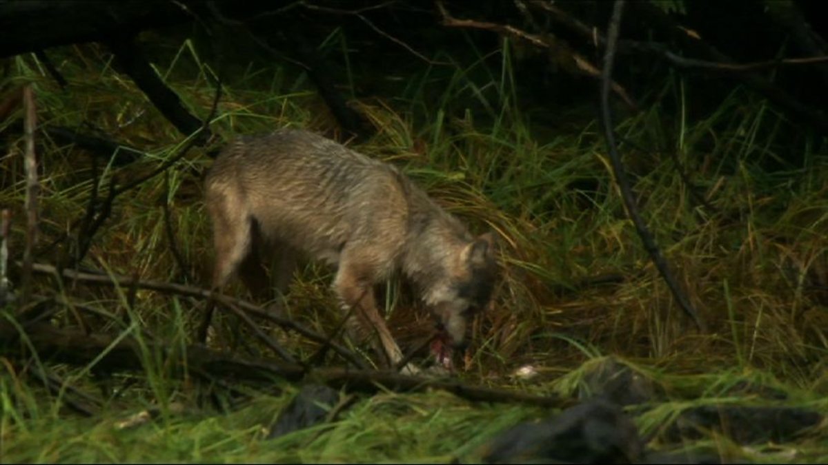 BBC One - Land of the Lost Wolves, Episode 2, Coastal wolves