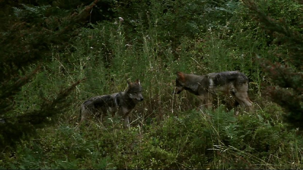 BBC One - Land of the Lost Wolves, Episode 2, New wolf pack