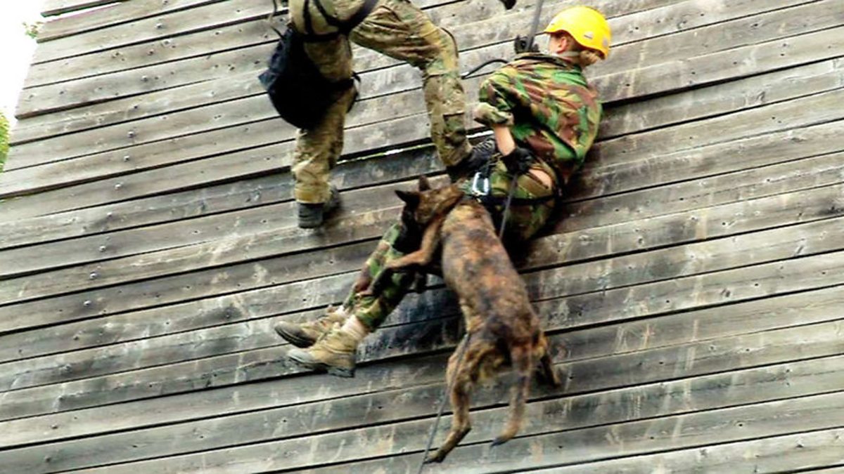 BBC Three - Don't Blame the Dog, Army Dogs, Canada, Reaching new heights