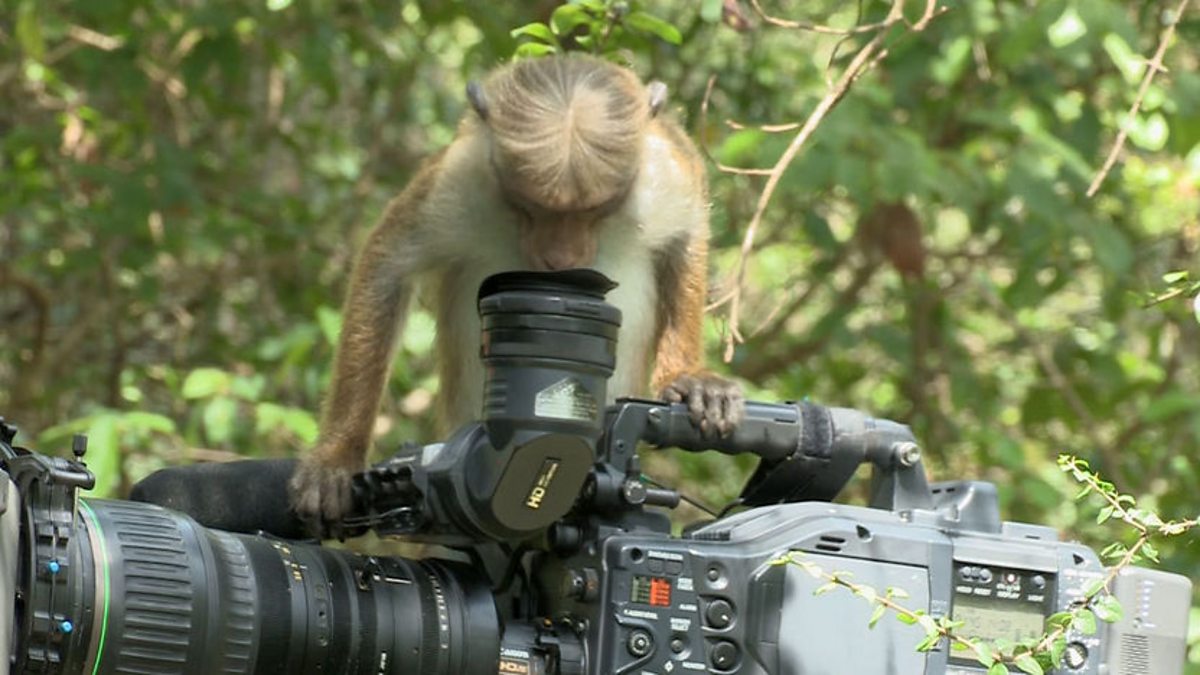BBC One - Planet Earth Live, Series 1, Cheeky monkeys ‘filming’ the ...