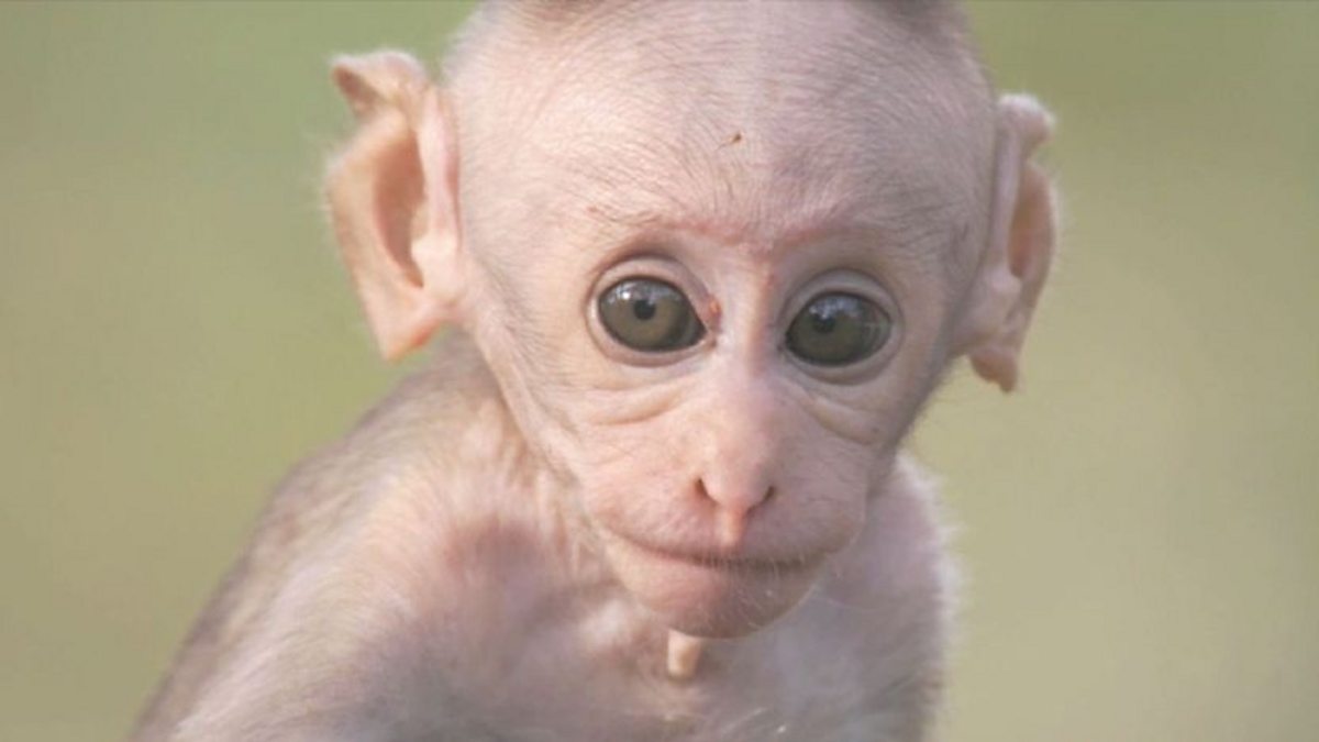 BBC One - Planet Earth Live, Series 1, Episode 3, Gremlin's first words