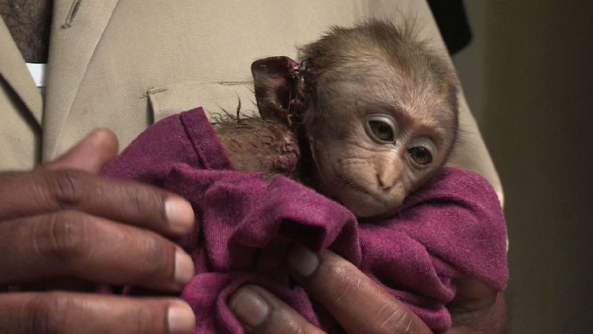 BBC One - Planet Earth Live, Series 1, Baby macaque caught in the crossfire