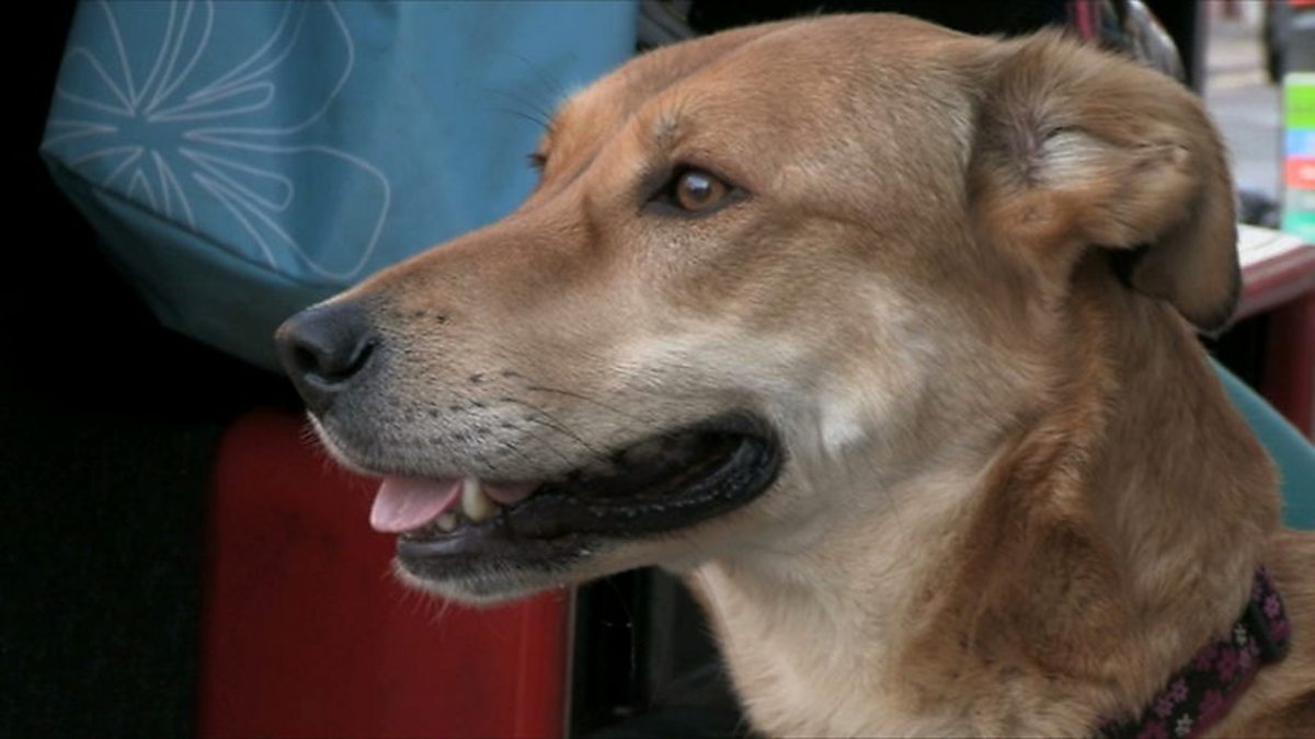 BBC One - Fake Britain, Series 3, Episode 7, The latest craze in ...