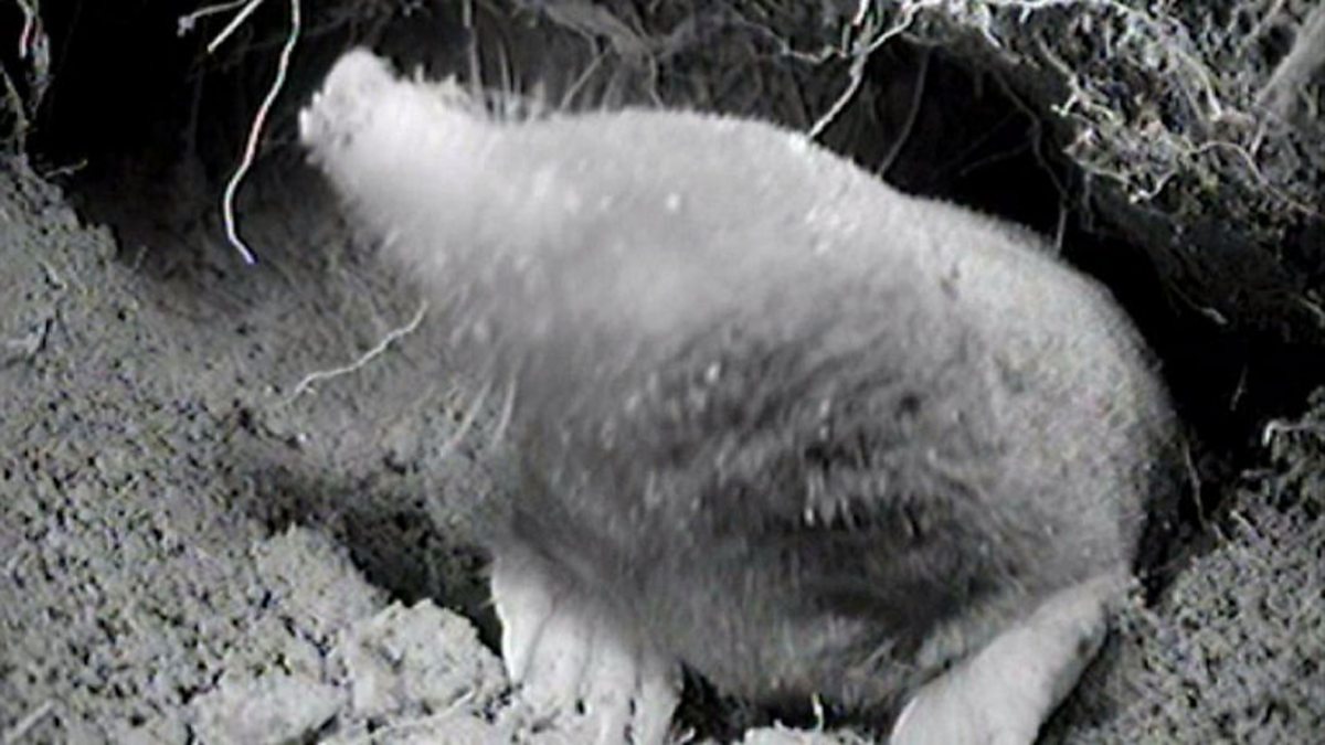 How Deep Are Mole Tunnels at Bill Voigt blog