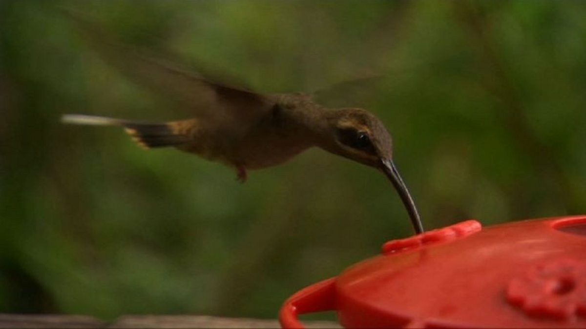 BBC Two - Secrets of our Living Planet, The Emerald Band, Spectacular ...