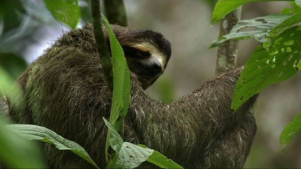 BBC Two - Secrets of our Living Planet, The Emerald Band, Why sloths ...