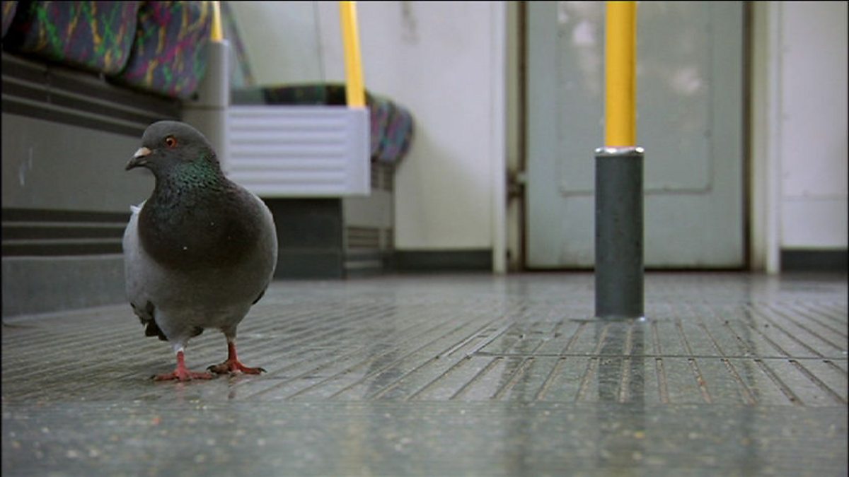 BBC Two - Natural World, 2011-2012, The Unnatural History of London ...