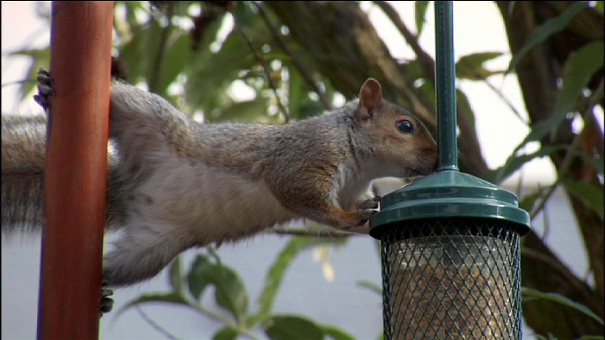 BBC Two - Natural World, 2011-2012, The Unnatural History of London ...