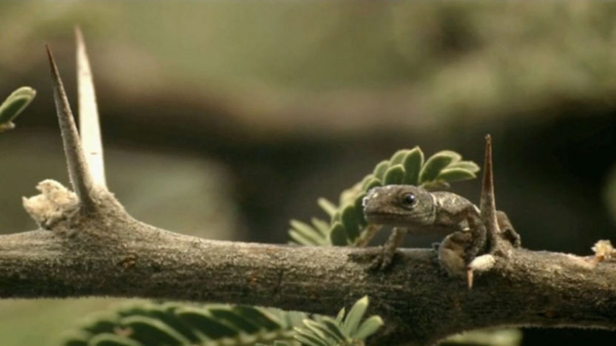 BBC Two - Secrets of our Living Planet, The Secret of the Savannah, The ...